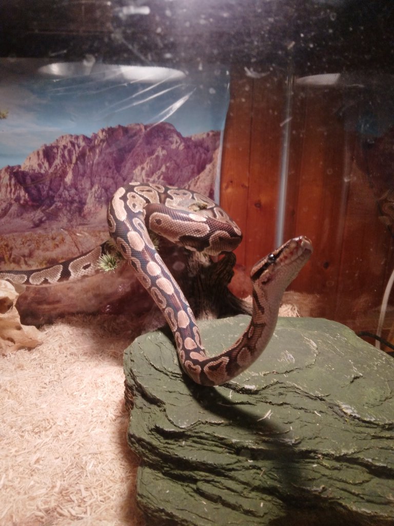 My 4 year old ball python | Our Reptile Forum